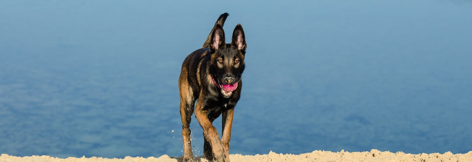 Apply For a Dog | Vanguard Protection Dogs