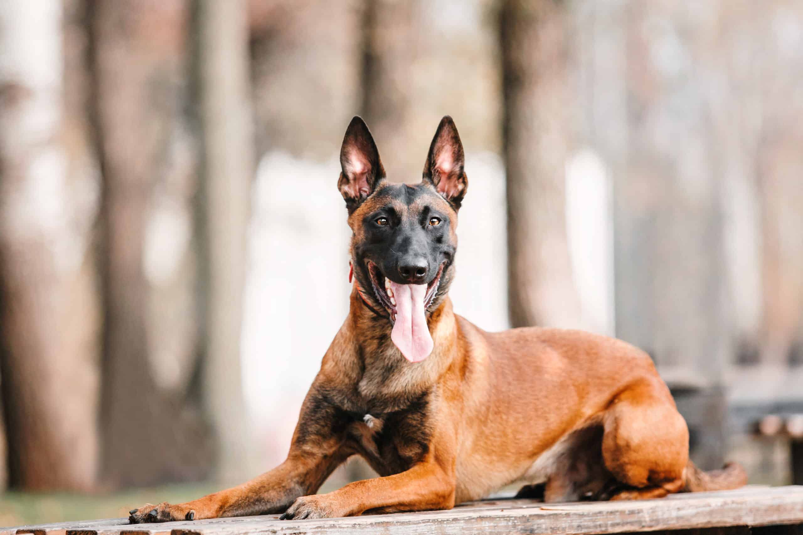How to Choose the Right Protection Dog | Vanguard Protection Dogs
