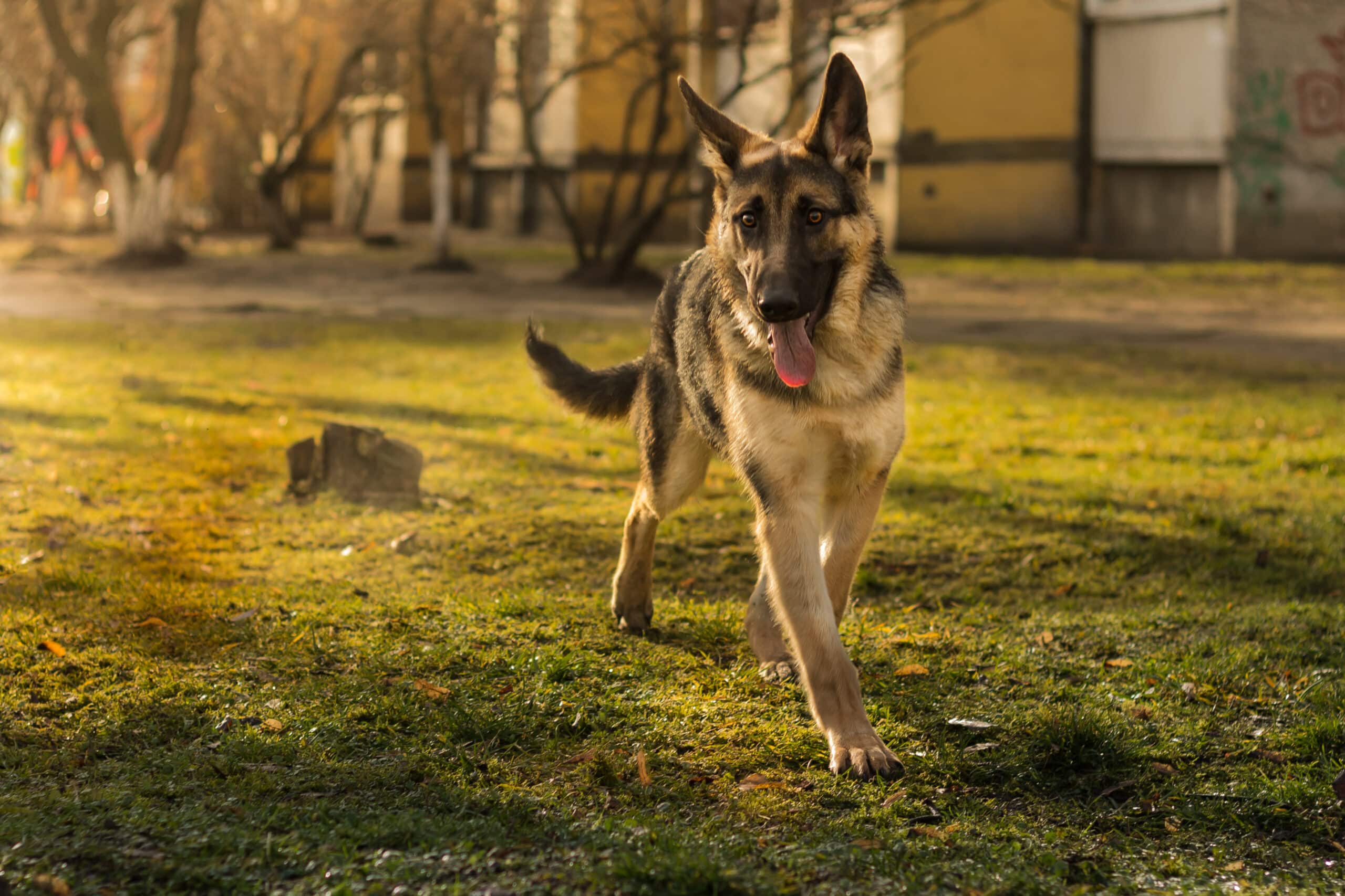 Seasonal Care for Your Protection Dog | Vanguard Protection Dogs