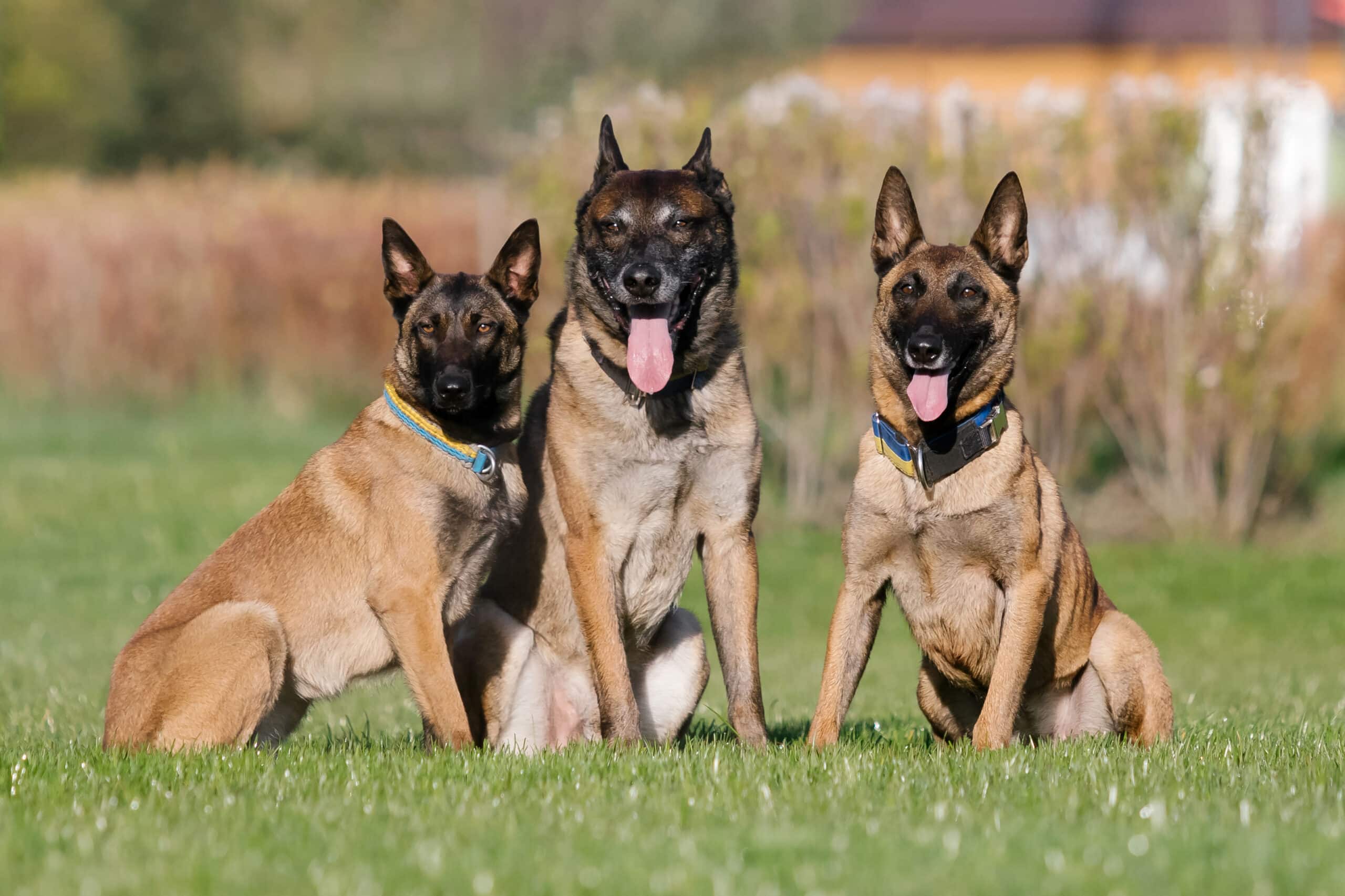 Why Protection Dogs Are the Best Security Investment | Vanguard ...