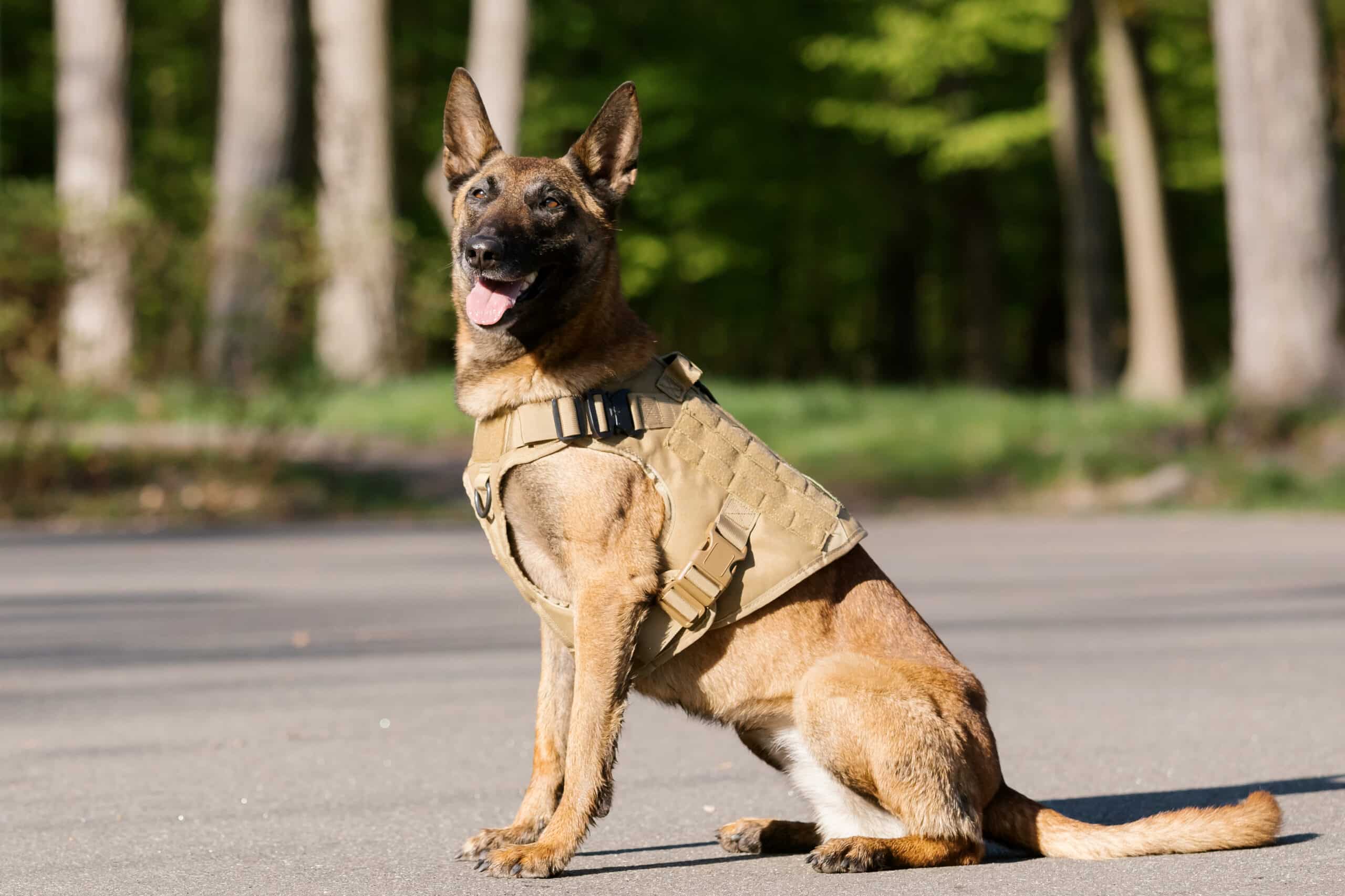 How Protection Dog Gear Has Evolved Over Time | Vanguard Protection Dogs