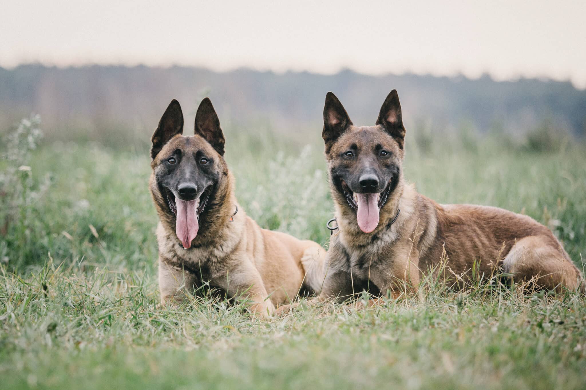 Cheap Guard Dogs: Affordable Protection Dogs for Sale | Vanguard ...