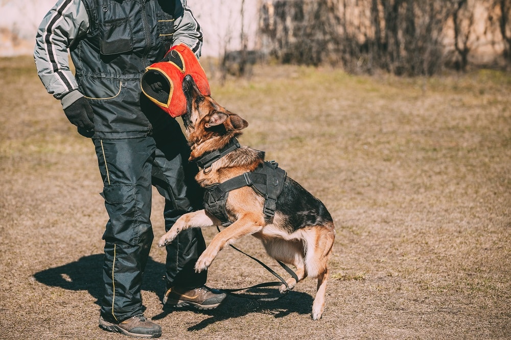 Protection Dog Training Gear | Vanguard Protection Dogs