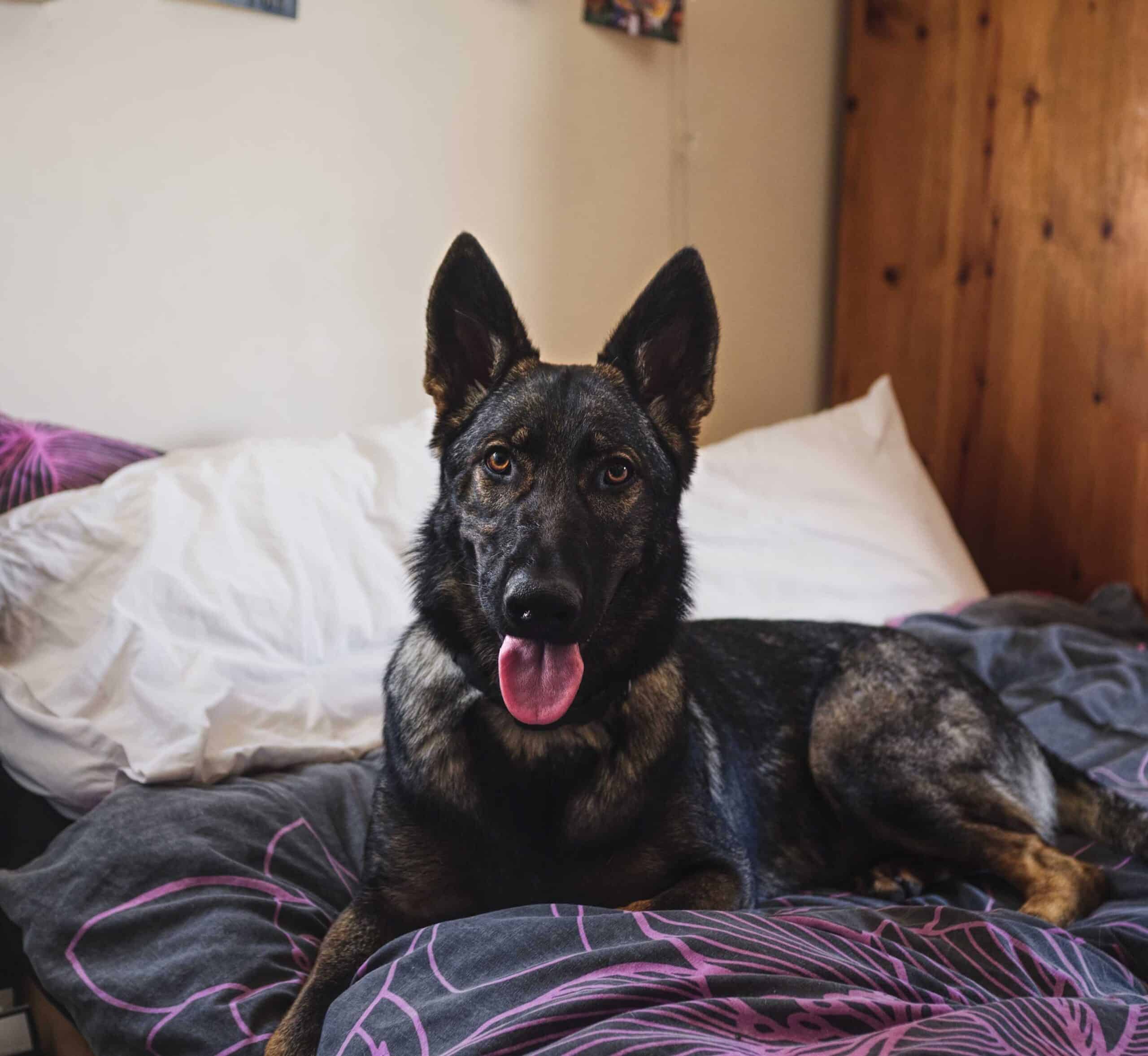 Protection Dogs in Apartments: How to Make It Work | Vanguard ...