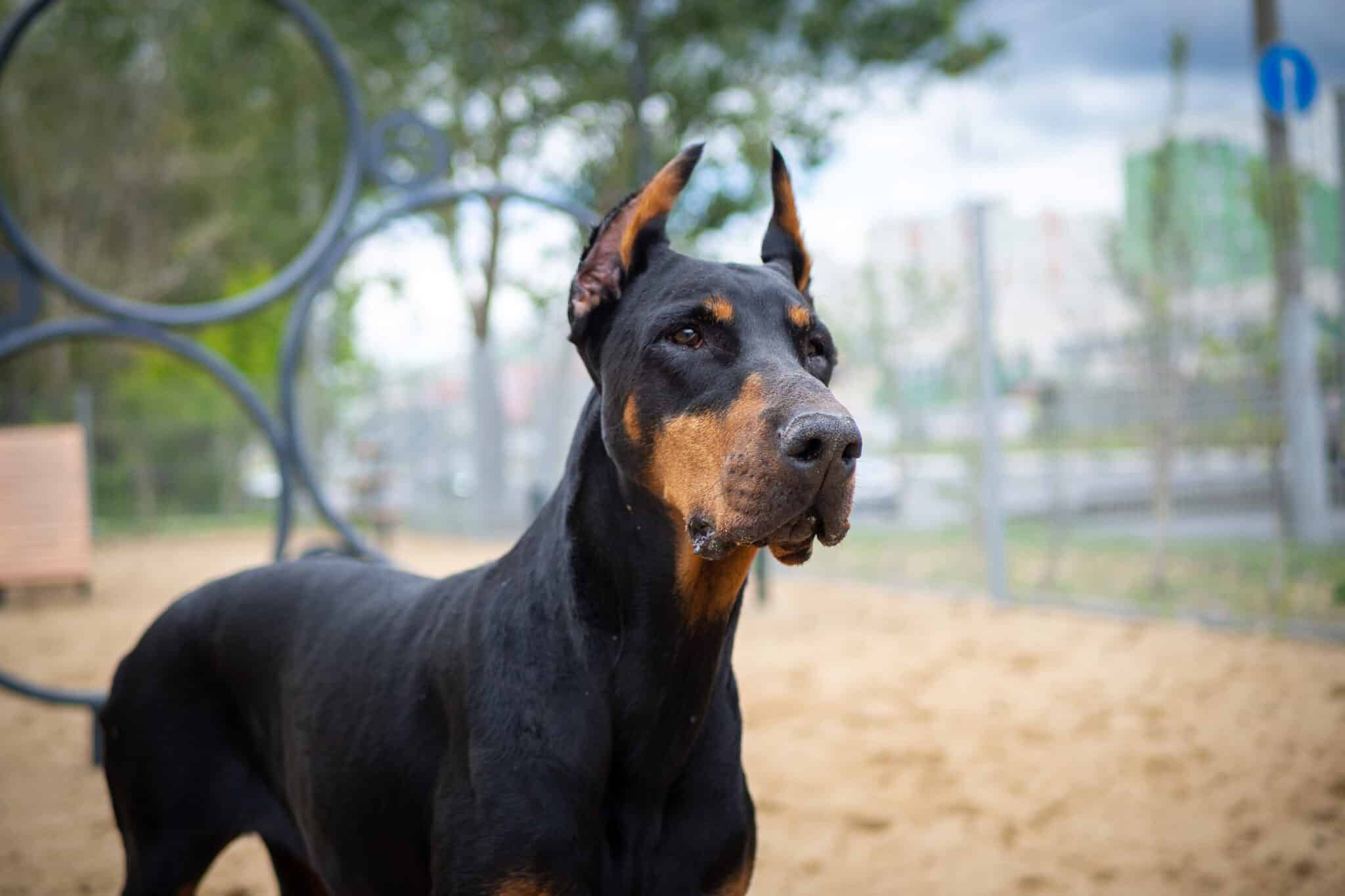 Cheap Guard Dogs: Affordable Protection Dogs for Sale | Vanguard ...