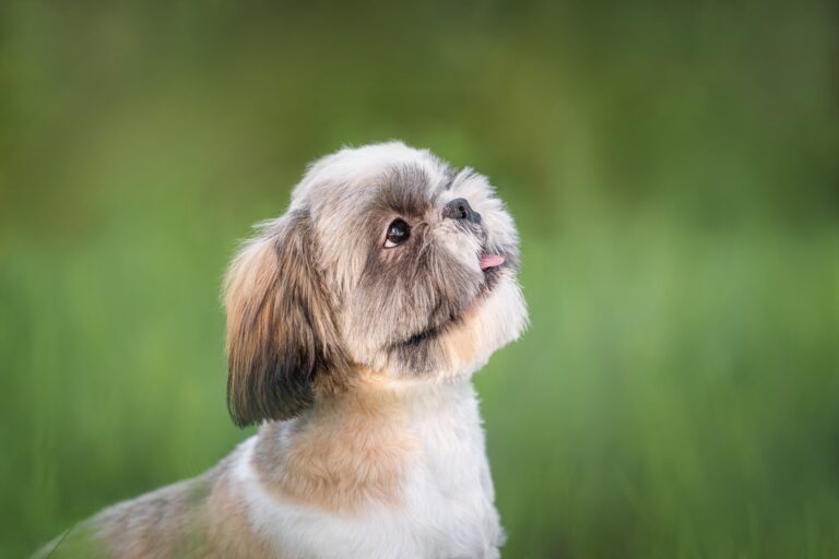 Top 13 Small Guard Dog Breeds for Home Protection | Vanguard Protection ...