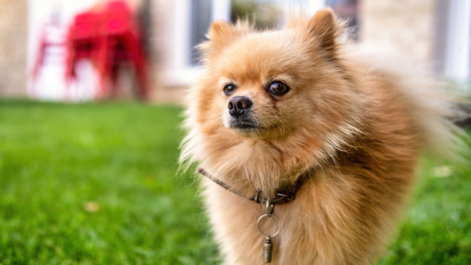 Top 13 Small Guard Dog Breeds for Home Protection | Vanguard Protection ...