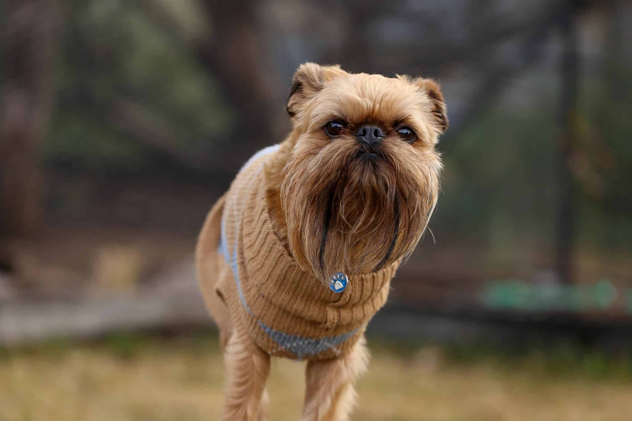 Top 13 Small Guard Dog Breeds for Home Protection | Vanguard Protection ...
