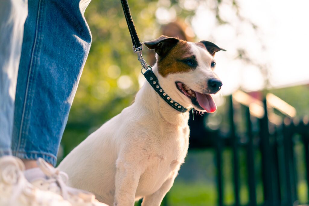 Top 13 Small Guard Dog Breeds for Home Protection | Vanguard Protection ...