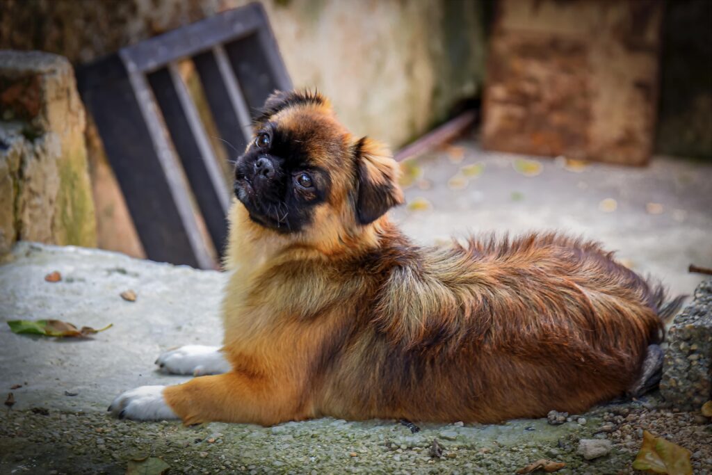 Top 13 Small Guard Dog Breeds for Home Protection | Vanguard Protection ...