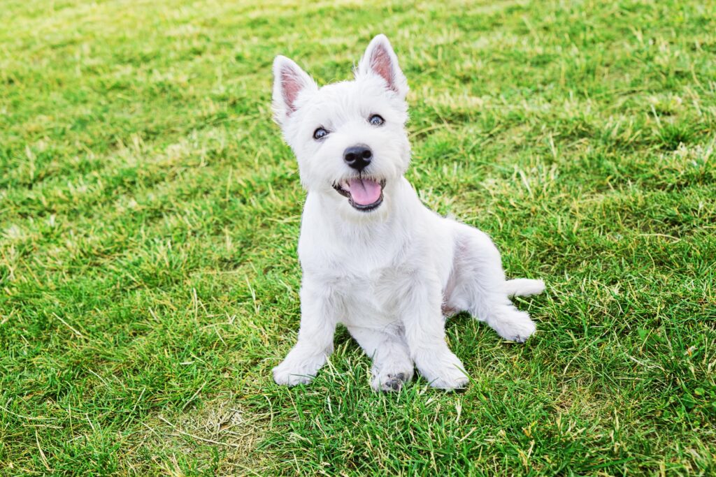 Top 13 Small Guard Dog Breeds for Home Protection | Vanguard Protection ...