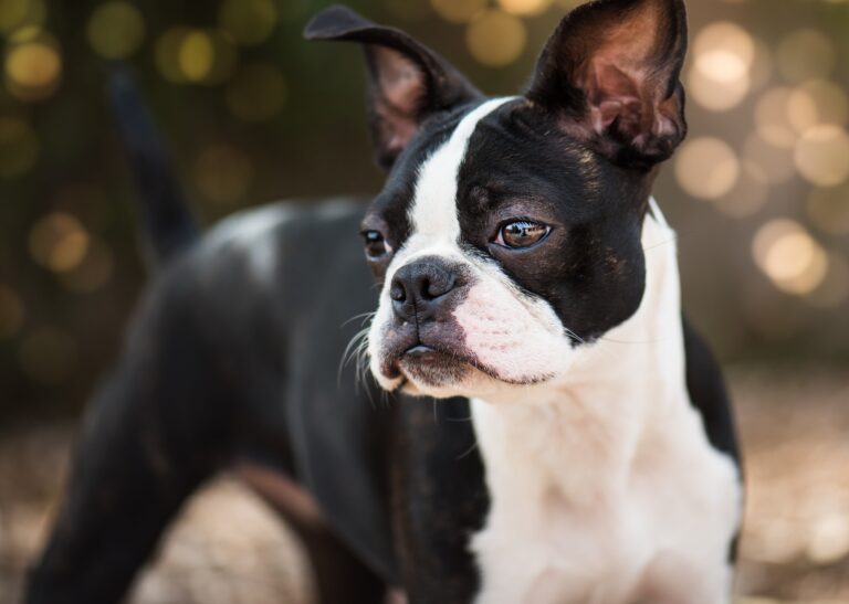 Top 13 Small Guard Dog Breeds for Home Protection | Vanguard Protection ...