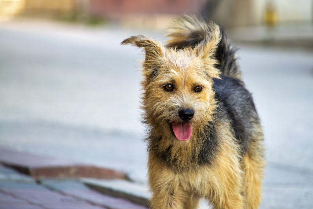Top 13 Small Guard Dog Breeds for Home Protection | Vanguard Protection ...