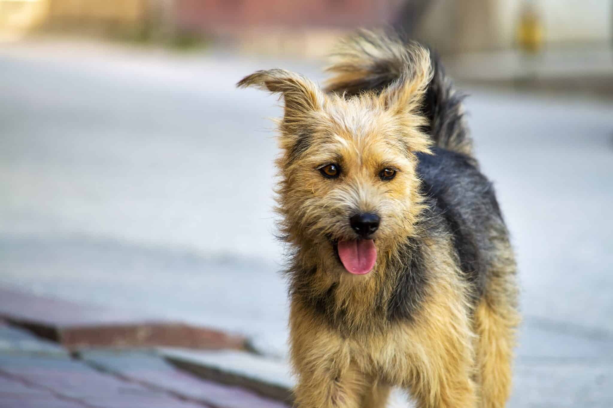 Top 13 Small Guard Dog Breeds for Home Protection | Vanguard Protection ...