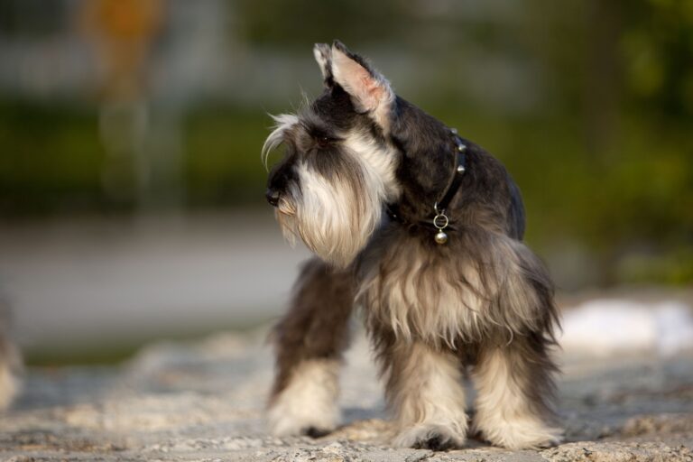Top 13 Small Guard Dog Breeds for Home Protection | Vanguard Protection ...