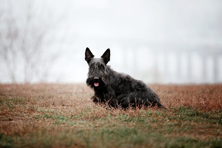 Top 13 Small Guard Dog Breeds for Home Protection | Vanguard Protection ...