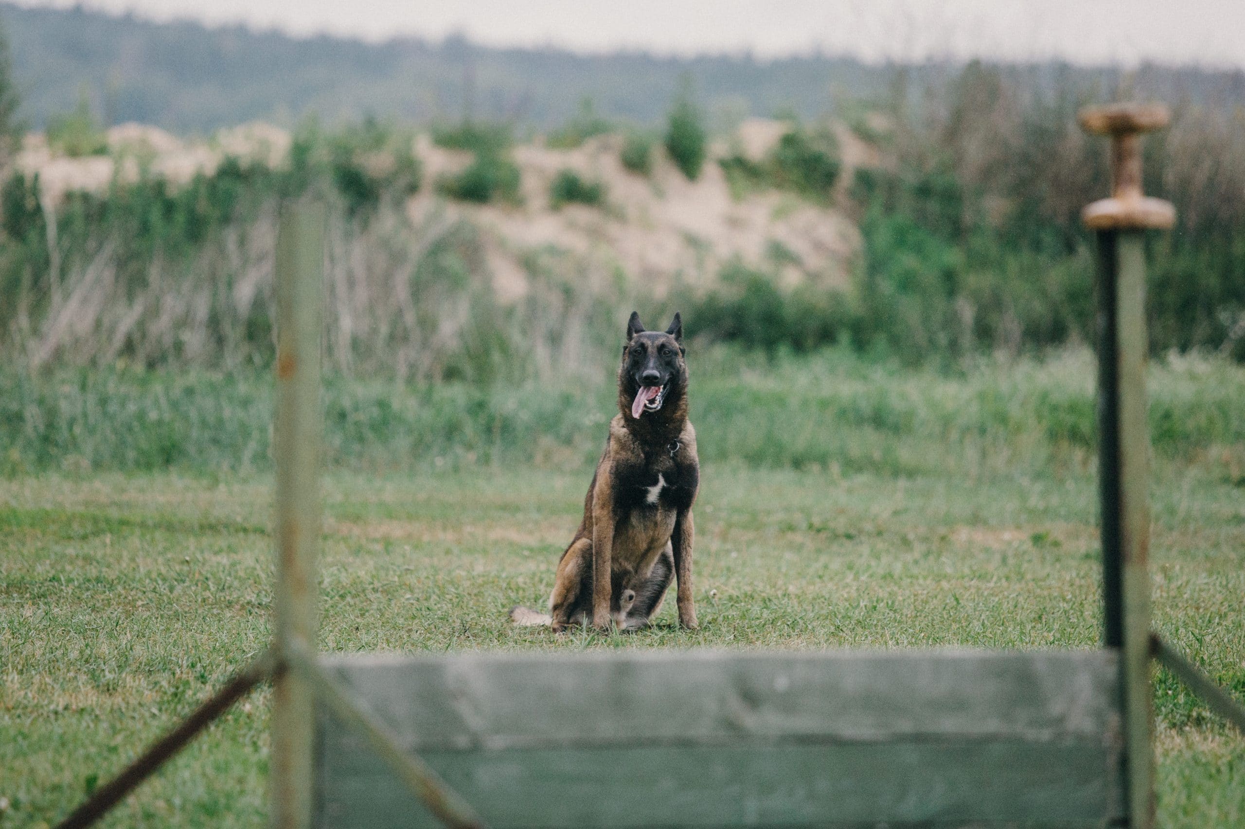 How to Train an Off-Leash Protection Dog to Work | Vanguard Protection Dogs