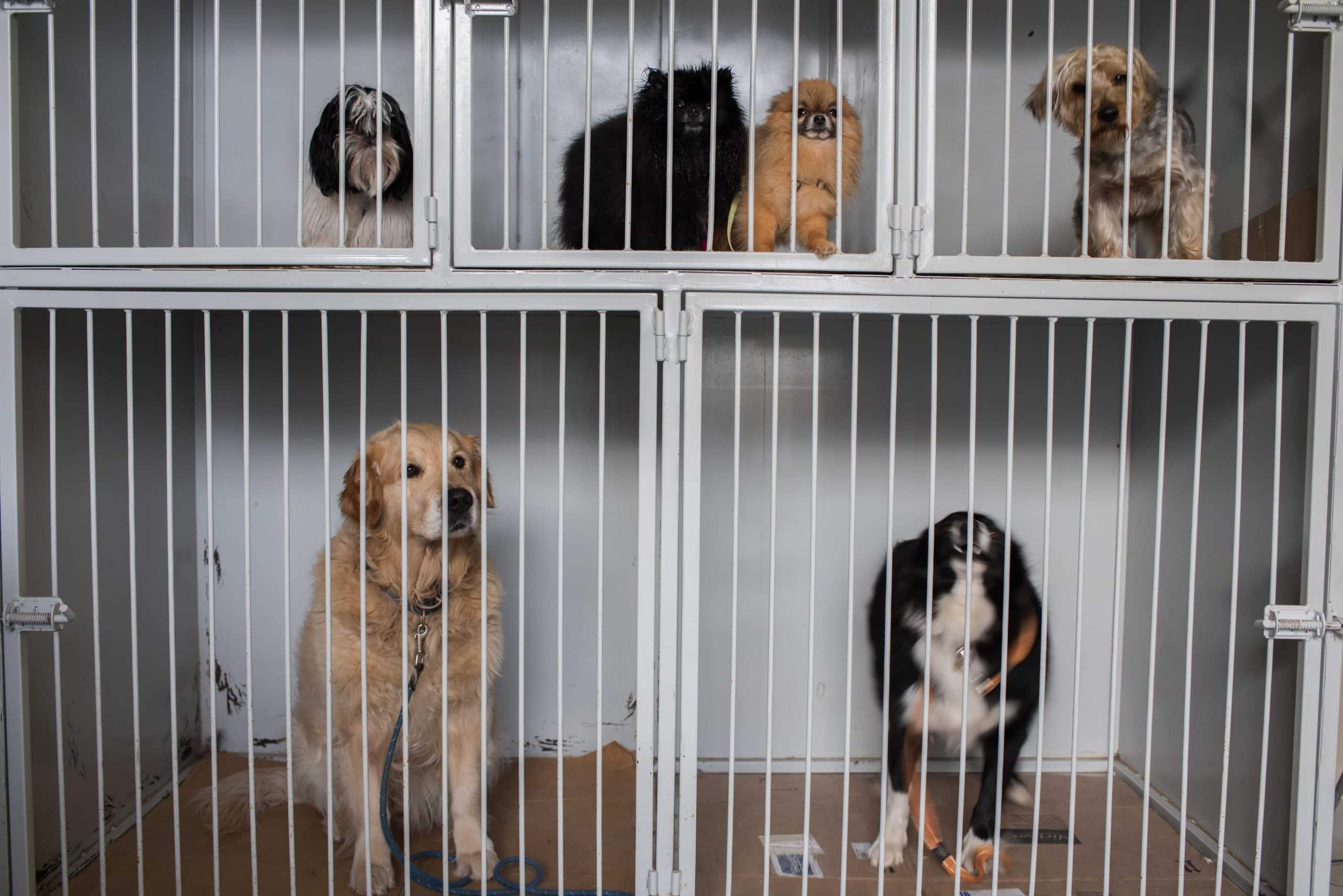 How to Choose the Best Protection Dog Breeder | Vanguard Protection Dogs