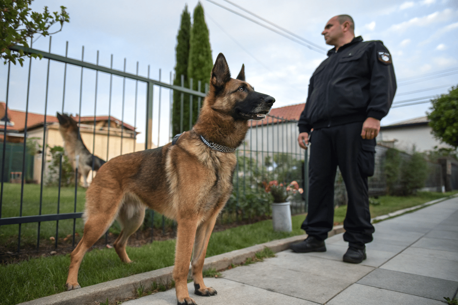 Top Benefits of Executive Protection Dogs | Vanguard Protection Dogs